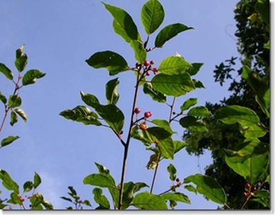 Ramblings of a Naturalist: An explosive plant